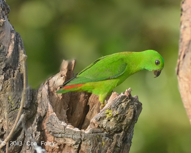 taxo4254 - Loriculus galgulus